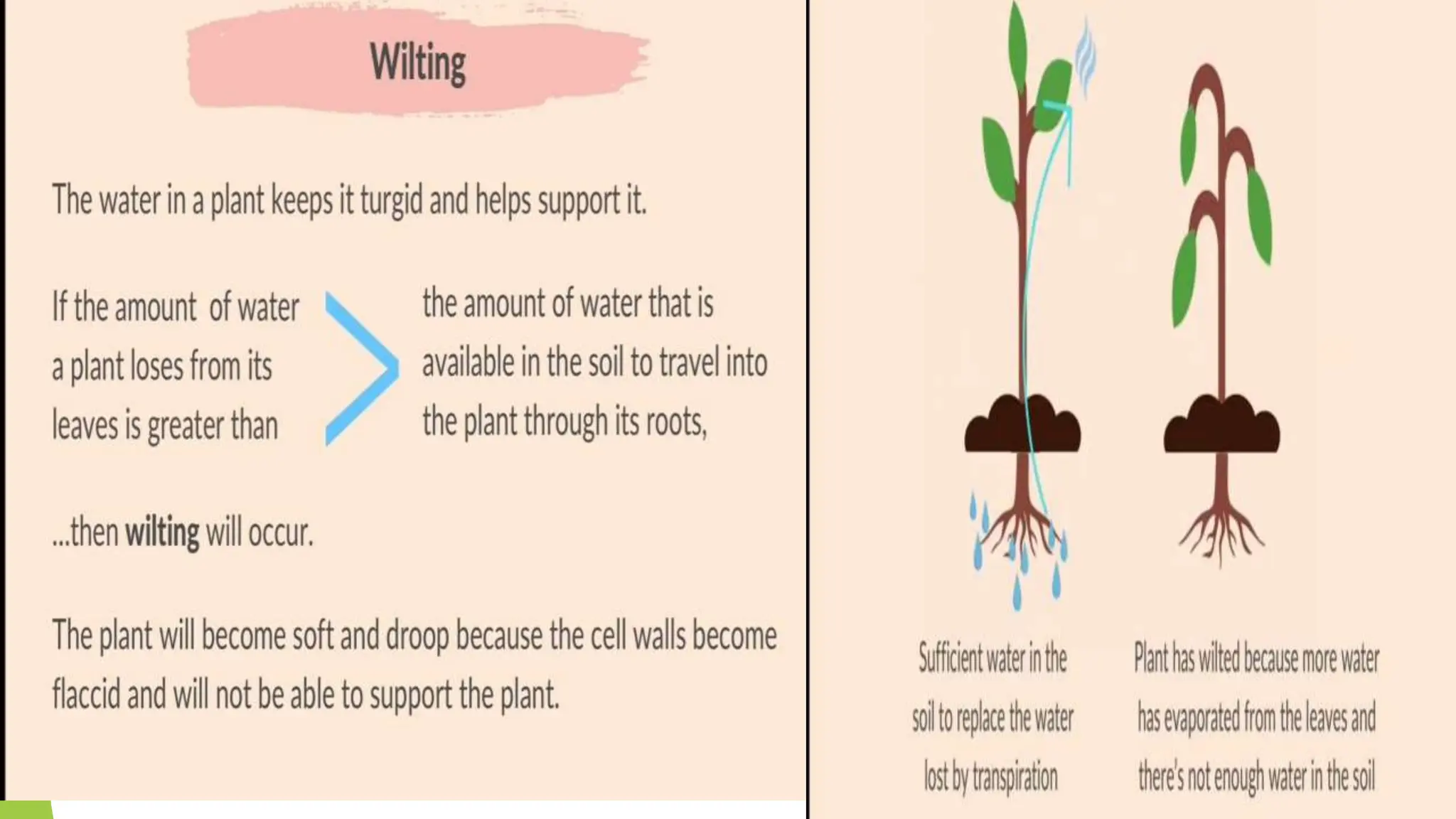 Transport in plants G1.pptx Cambridge IGCSE | PPTX
