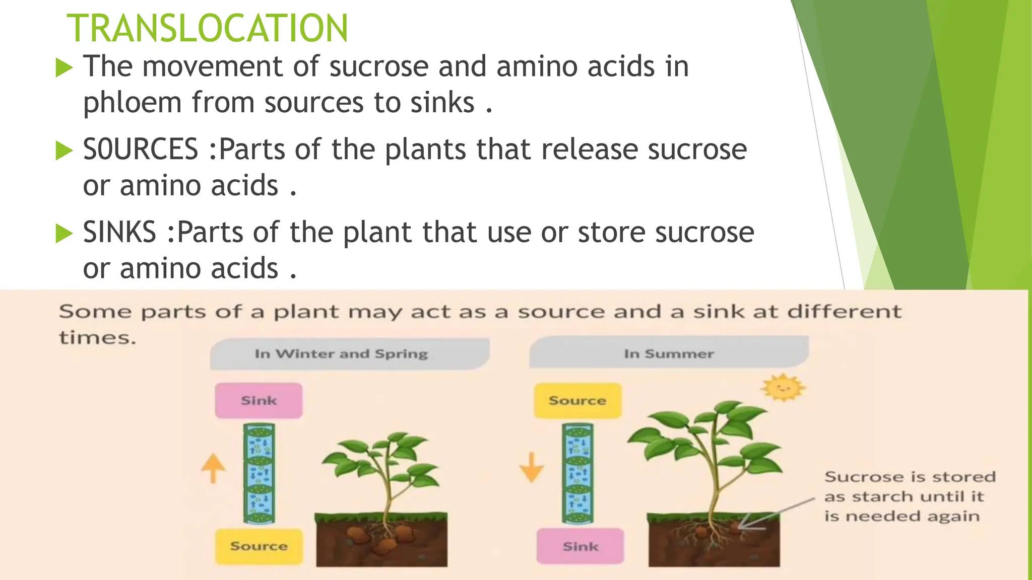 Transport in plants G1.pptx Cambridge IGCSE | PPTX
