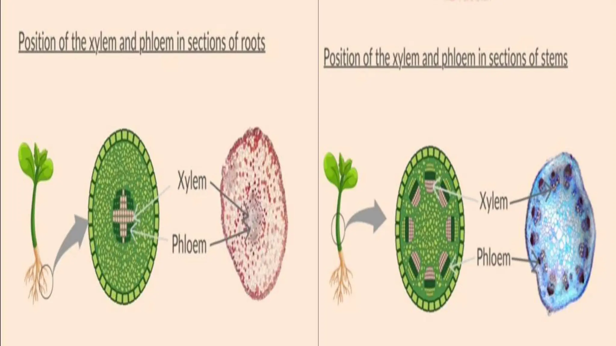 Transport in plants G1.pptx Cambridge IGCSE | PPTX