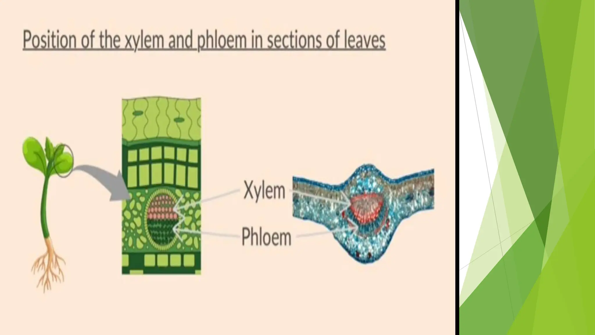 Transport in plants G1.pptx Cambridge IGCSE | PPTX