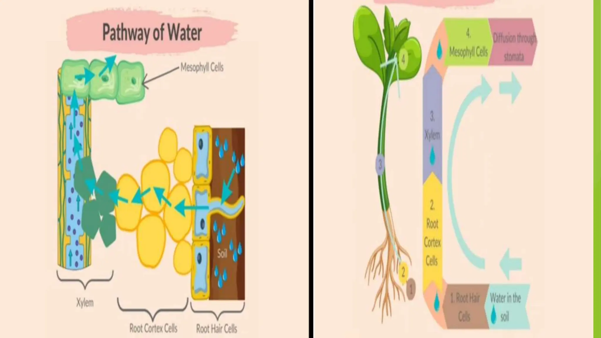 Transport in plants G1.pptx Cambridge IGCSE | PPTX | Chemistry | Science