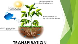 Transport in plants G1.pptx Cambridge IGCSE | PPTX