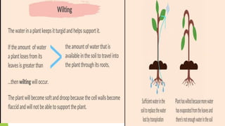 Transport in plants G1.pptx Cambridge IGCSE | PPTX