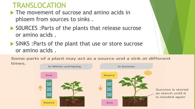 Transport in plants G1.pptx Cambridge IGCSE | PPTX | Chemistry | Science