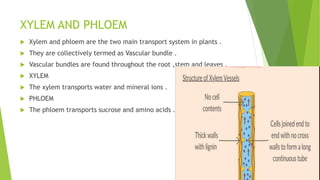 Transport in plants G1.pptx Cambridge IGCSE | PPTX