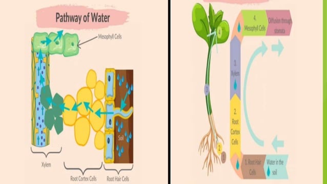 Transport in plants G1.pptx Cambridge IGCSE | PPTX | Chemistry | Science