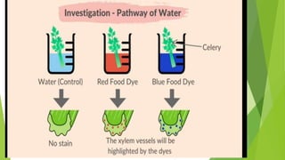 Transport in plants G1.pptx Cambridge IGCSE | PPTX