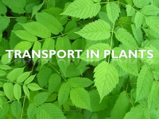 Comprehensive Overview of Plant Transport Systems: Xylem, Phloem, and ...