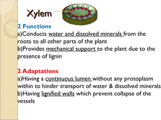 Comprehensive Overview of Plant Transport Systems: Xylem, Phloem, and ...