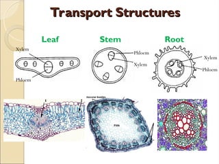 Comprehensive Overview of Plant Transport Systems: Xylem, Phloem, and ...