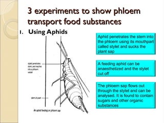 Comprehensive Overview of Plant Transport Systems: Xylem, Phloem, and ...