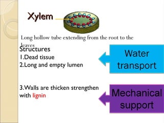 Comprehensive Overview of Plant Transport Systems: Xylem, Phloem, and ...