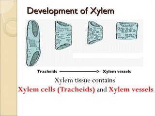 Comprehensive Overview of Plant Transport Systems: Xylem, Phloem, and ...