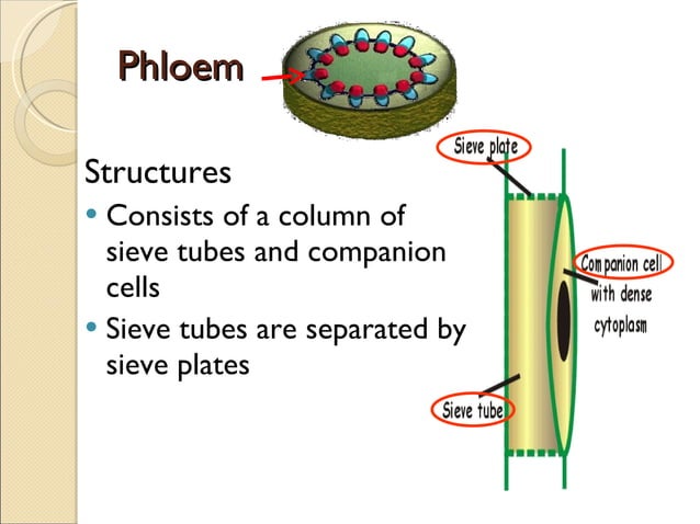 Transport in plant slides | PPT