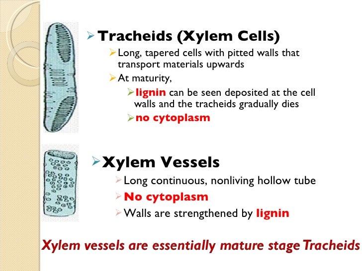 Xylem Slide