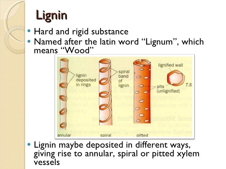 Transport in plant slides