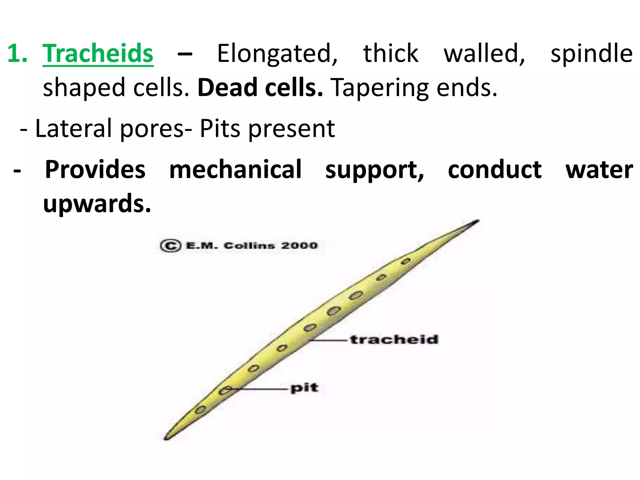 Transport in Plants M1.ppt