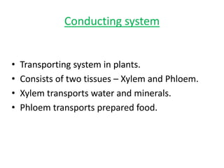 Transport in Plants M1.ppt