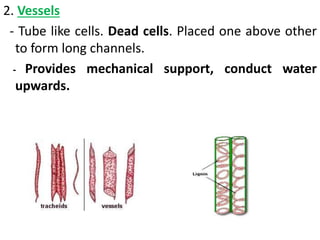 Transport in Plants M1.ppt