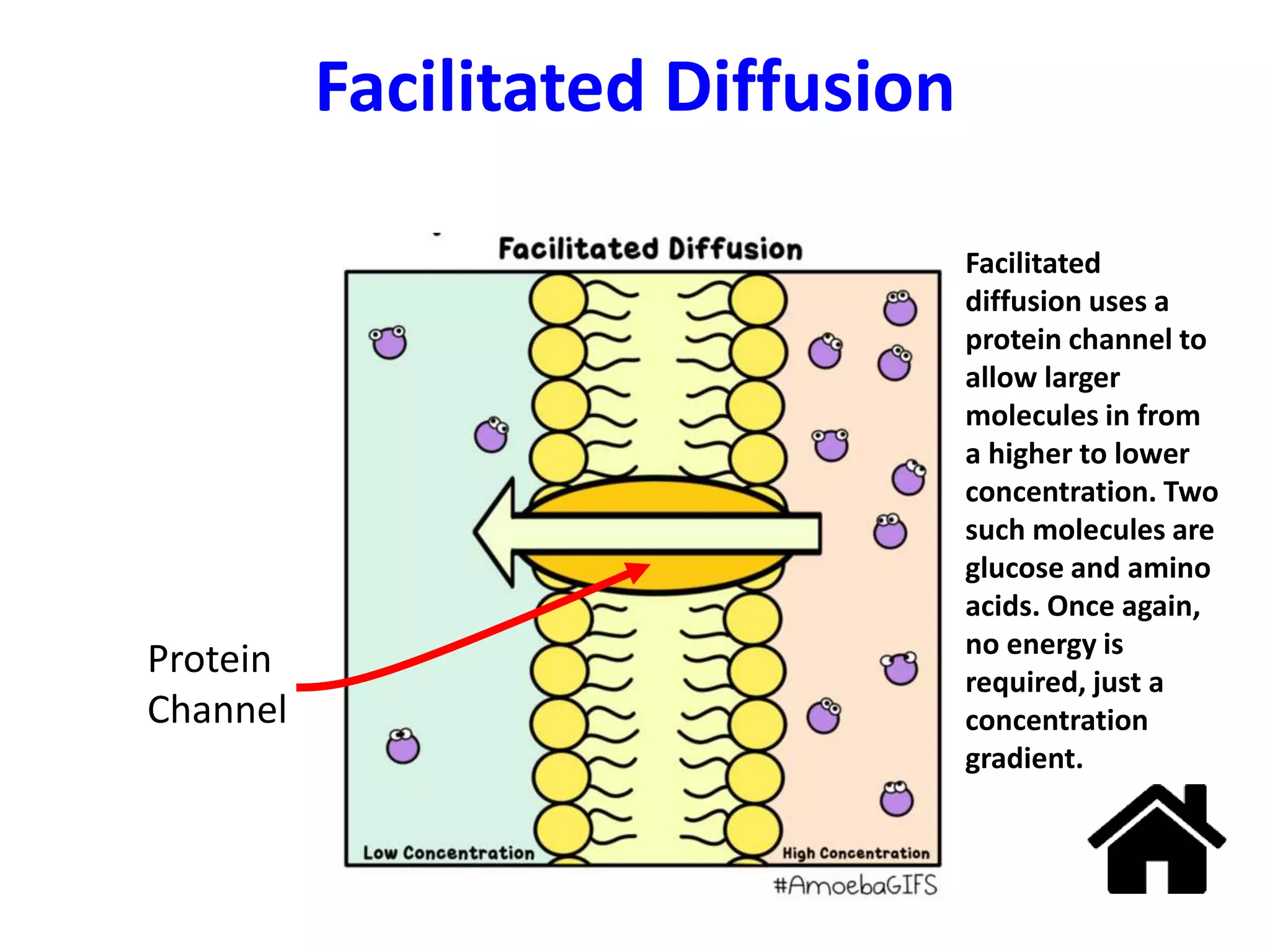 Transport Across The Cell Membrane | PPSX
