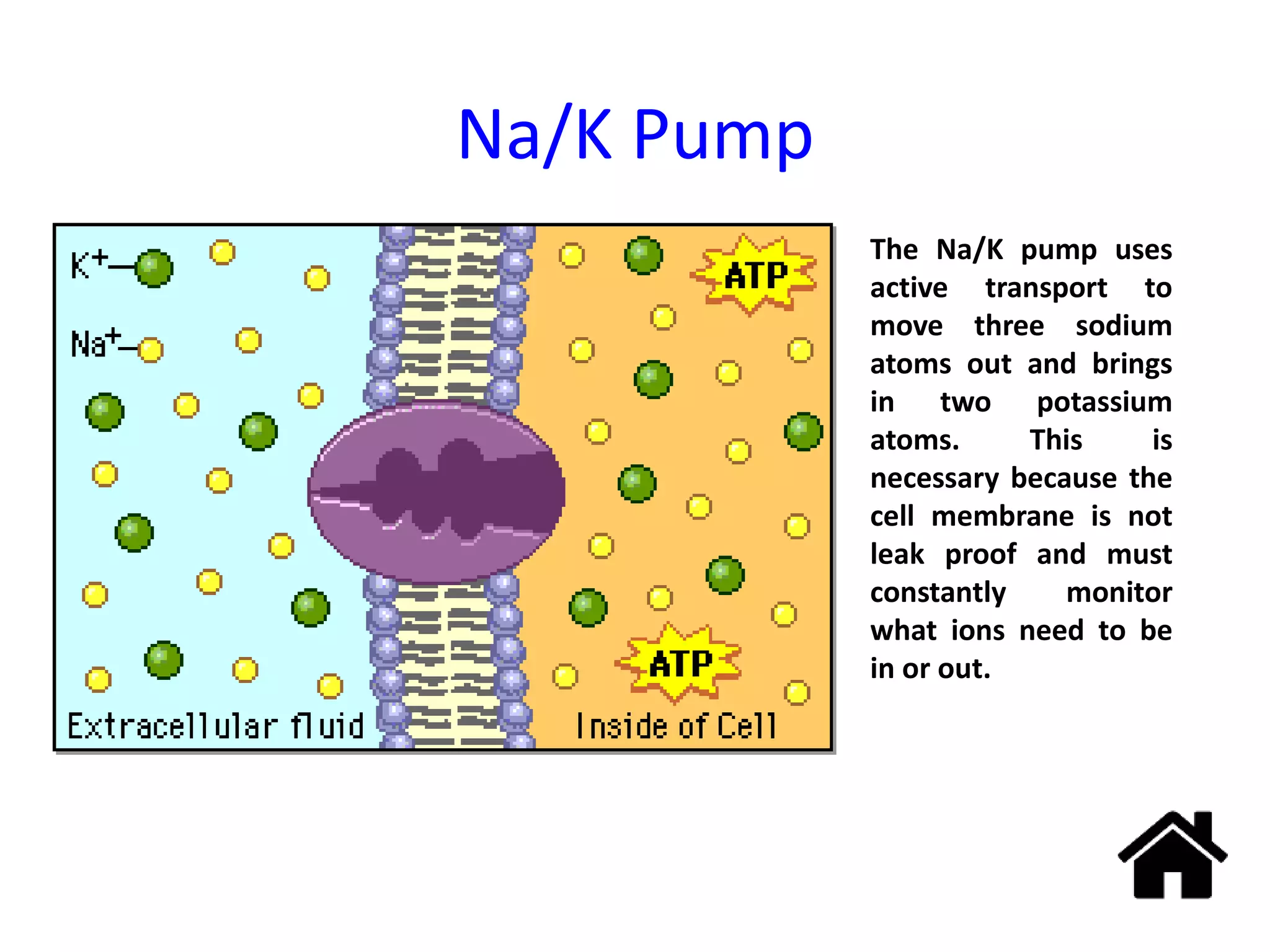 Transport Across The Cell Membrane | PPSX