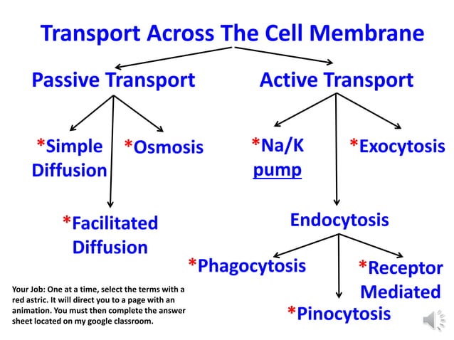 Transport Across The Cell Membrane | PPSX | Chemistry | Science