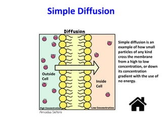 Transport Across The Cell Membrane | PPSX