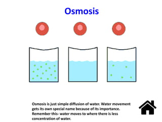 Transport Across The Cell Membrane | PPSX