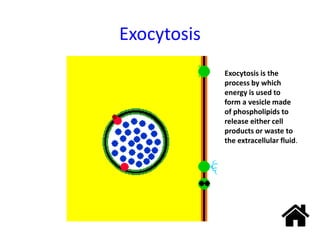 Transport Across The Cell Membrane | PPSX