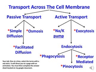 Transport Across The Cell Membrane | PPT
