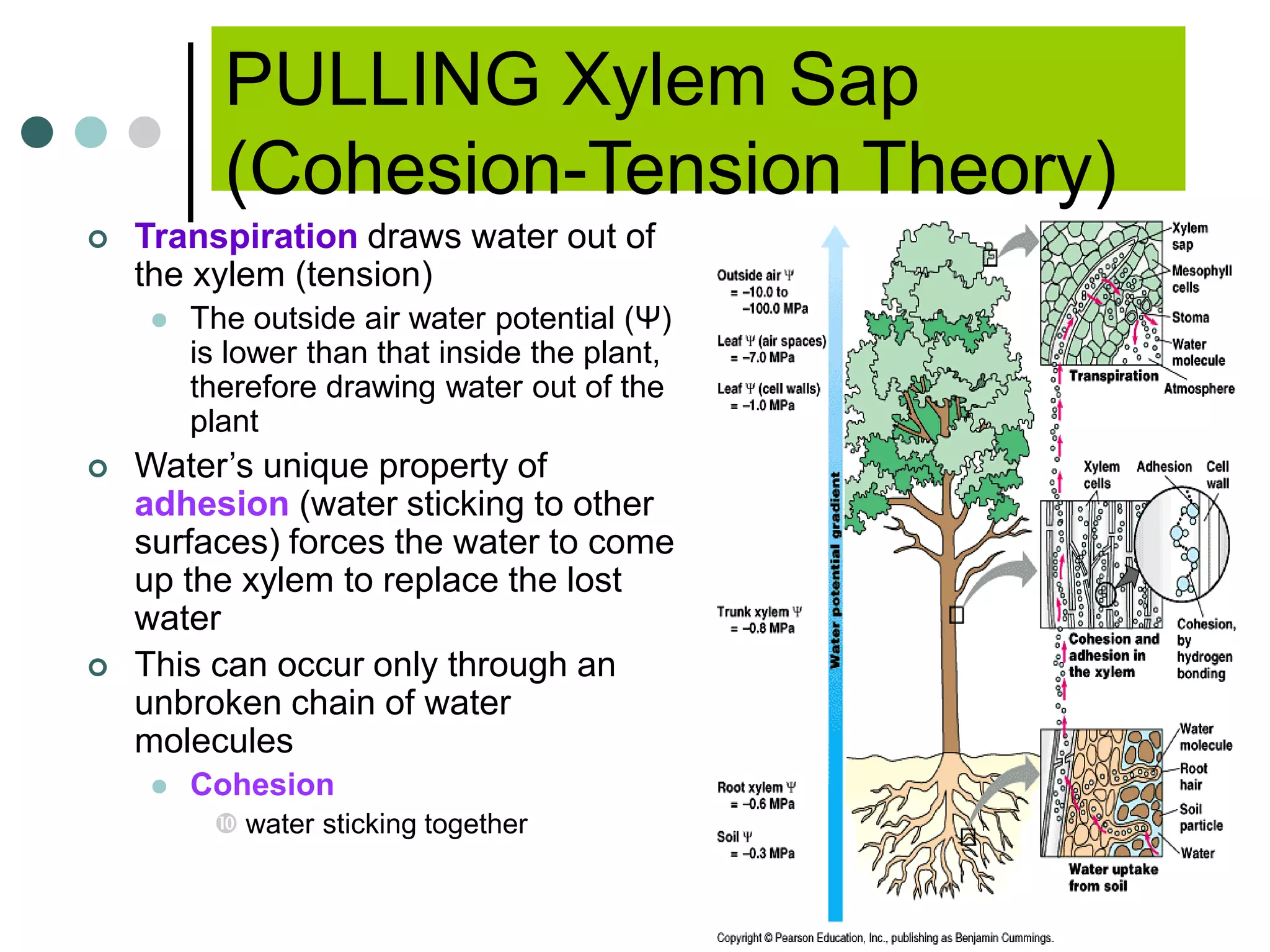 Transport in vascular_plants.. | PPT