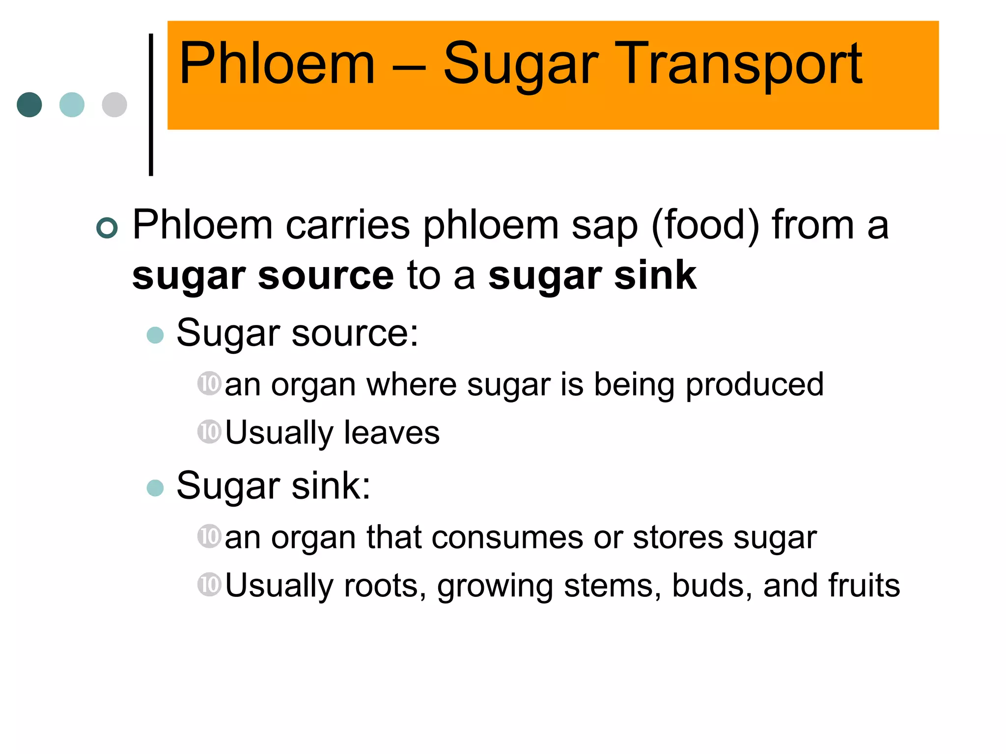 Transport in vascular_plants.. | PPT