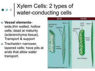 Transport in vascular_plants.. | PPT