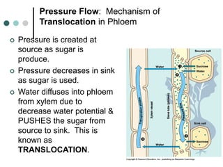Transport in vascular_plants.. | PPT