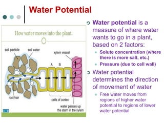 Transport in vascular_plants.. | PPT