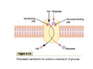 Transport machanism | PPT