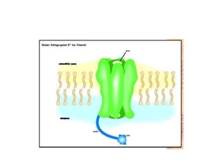 Transport machanism | PPT