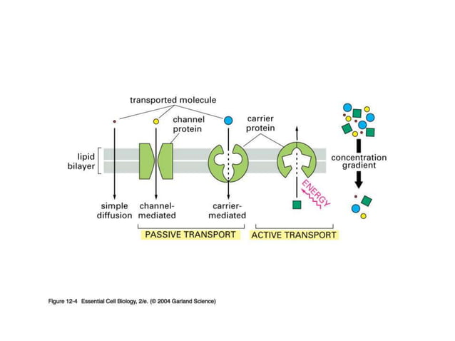 Transport machanism | PPTX