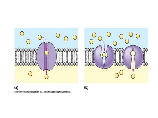 Transport machanism | PPT