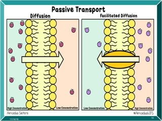 Transport mechanism | PPT