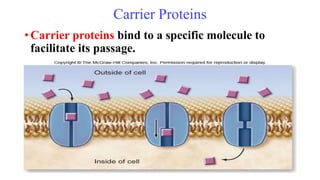 Transport of material across the cell membrane | PPTX