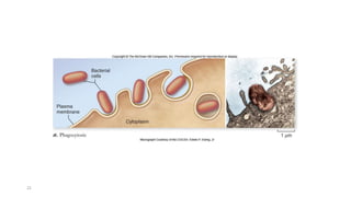 Transport of material across the cell membrane | PPTX