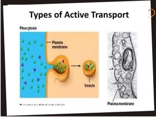 Transport mechanism | PPTX
