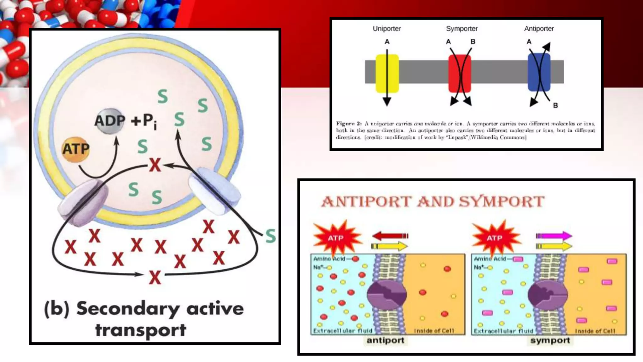 Transport mechanism biopharma | PPTX