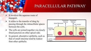 Transport mechanism biopharma | PPT