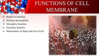 Transport mechanism biopharma | PPT