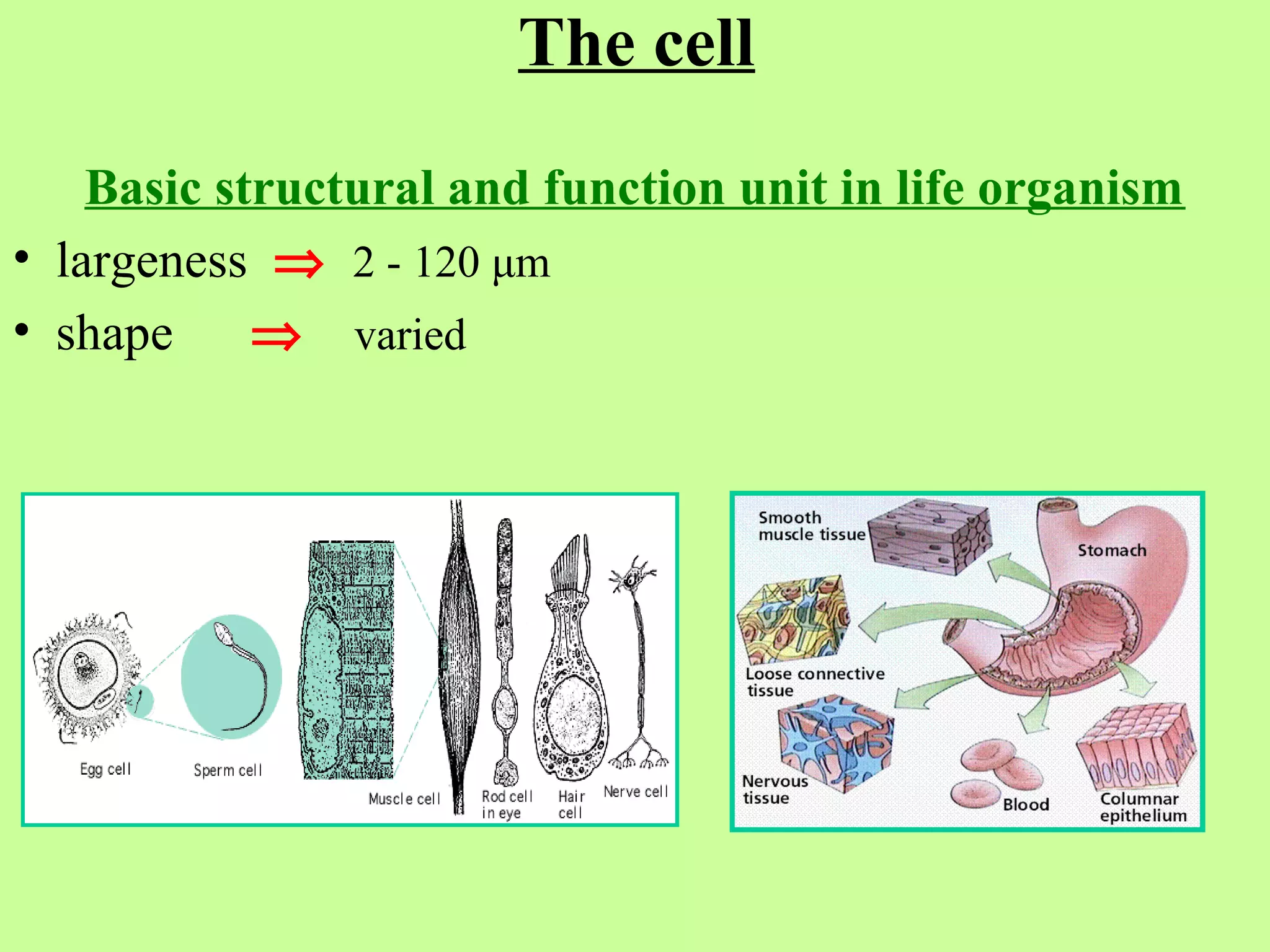 The properties of biological fluids and features of transport through ...