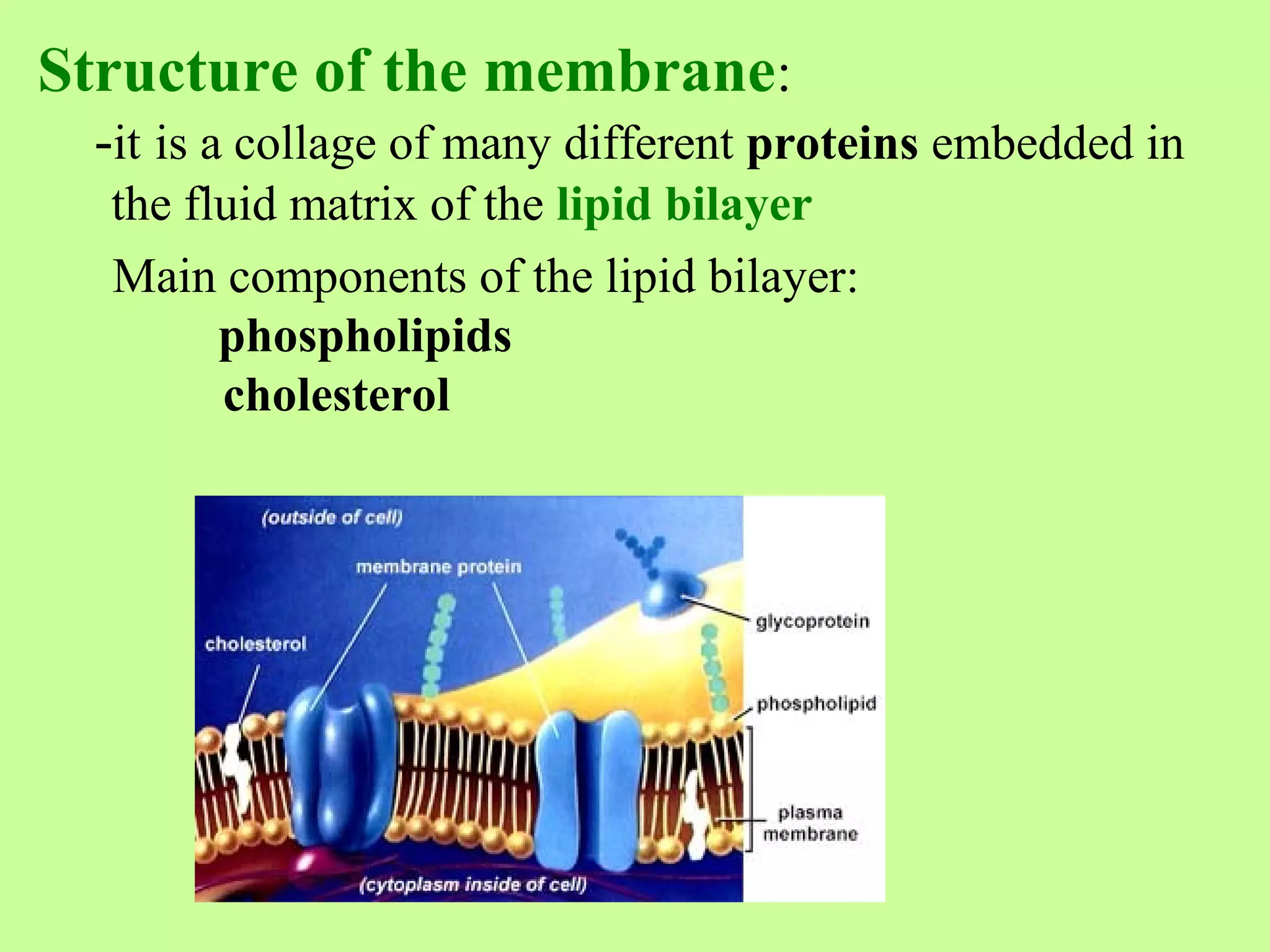 The properties of biological fluids and features of transport through ...