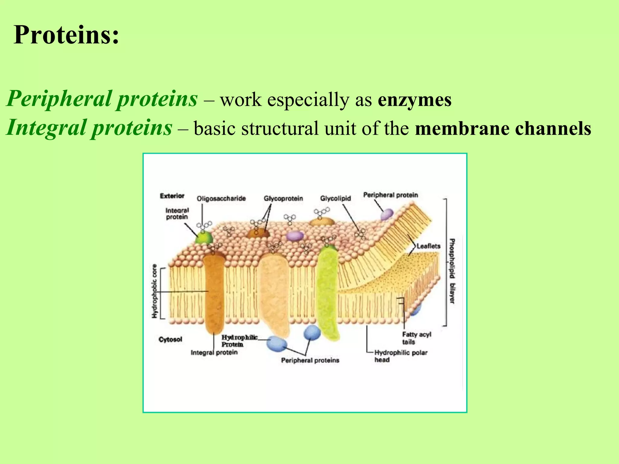 The properties of biological fluids and features of transport through ...