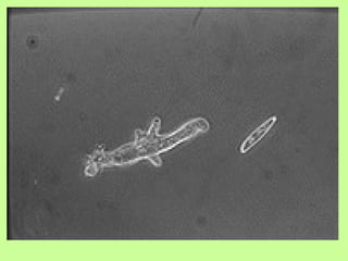 The properties of biological fluids and features of transport through ...